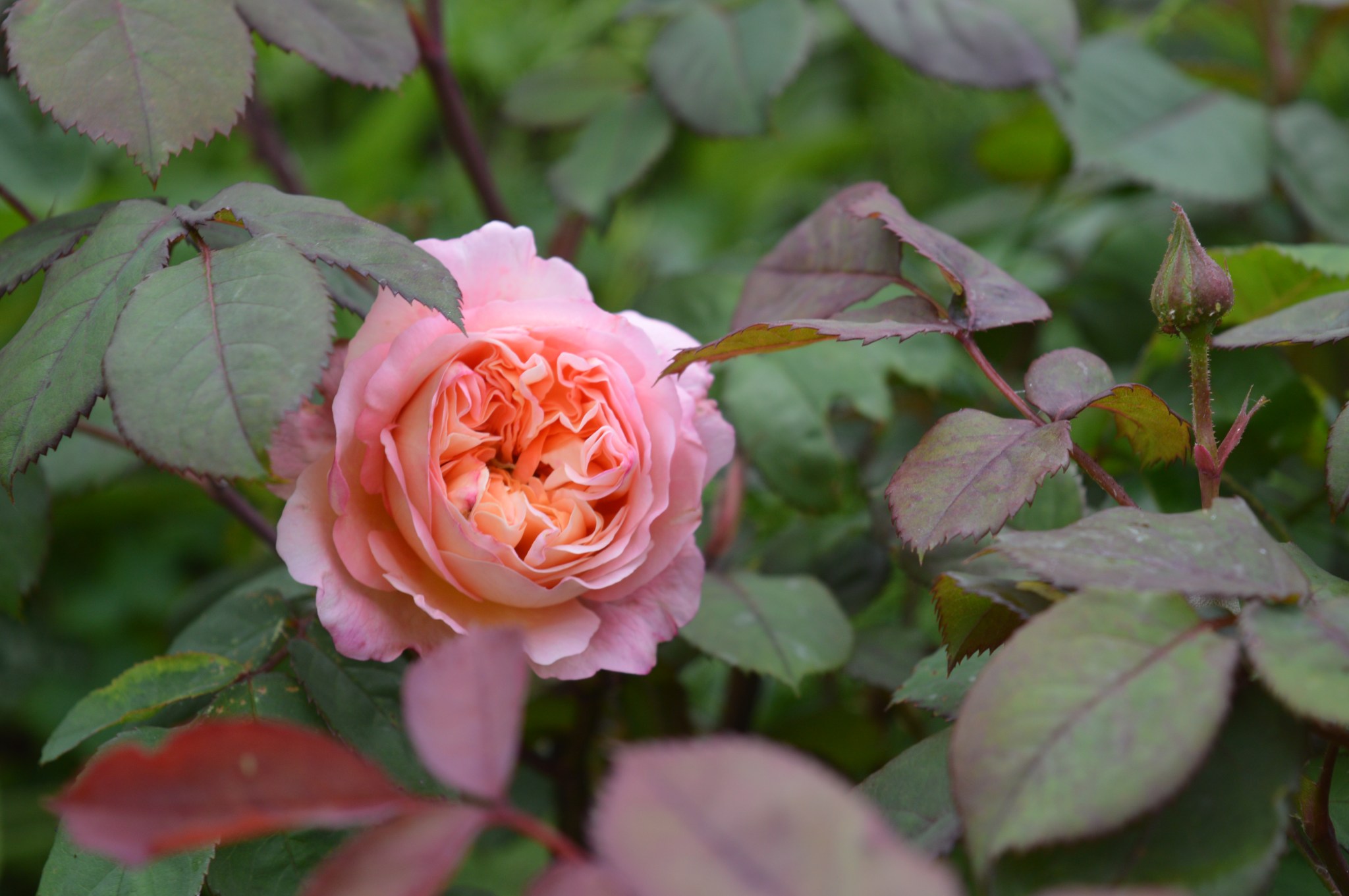 David Austin Roses | thecraftycreek